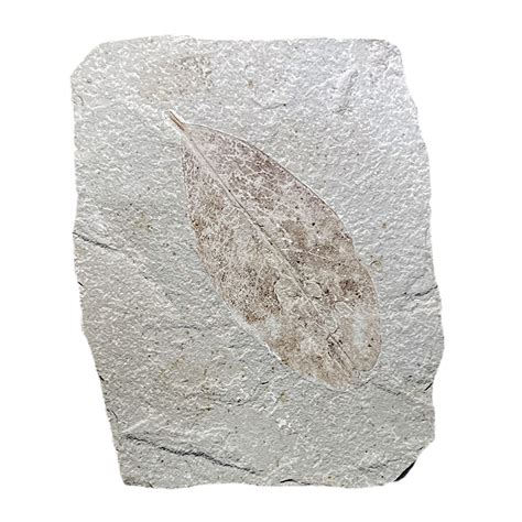 Leaf Fossil Crystalcaveindia