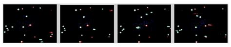 A Consecutive Images Captured From A Representative Flow Chamber Assay