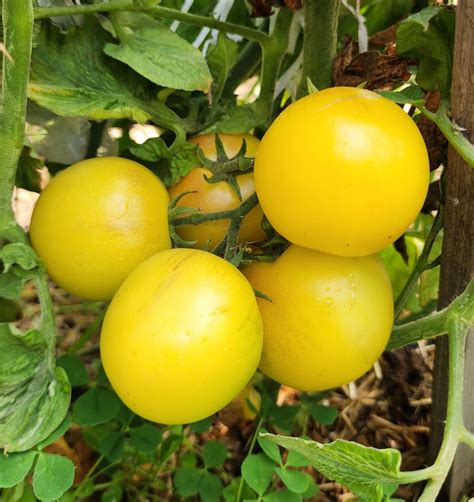 Picos Pride Variegated Dwarf Tomato