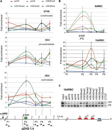 Distribution Of Histone Post Translational Modifications Over The