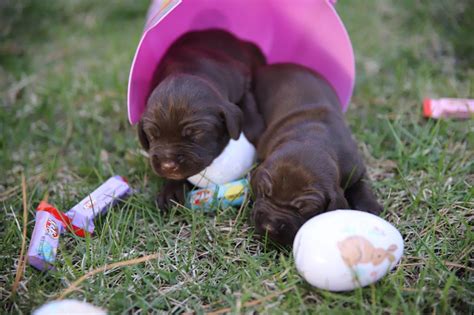 Puppies Down River Gun Dogs Puppies Down River Gun Dogs