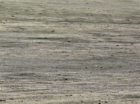 Адуунд Хэд хоногийн өмнө нялх унагатай гүүтэй хэдэн адуу засмал зам хөндлөн гаргасан юм