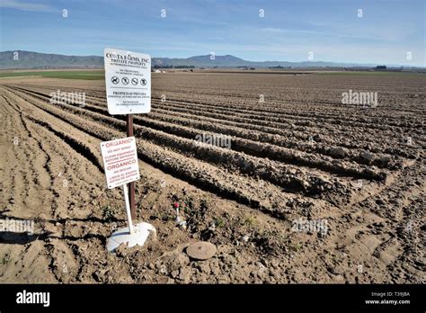 Food Growing Field With Organic Sign For No Pesticides Or Chemicals In