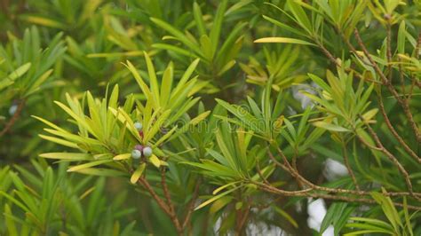 Fruit Of Podocarpus Macrophyllus Yew Plum Pines Leaves Edible Only Red Part Fruit Close Up