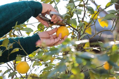 Pruning Lemon Trees When And How To Trim Citrus Trees Better Homes And Gardens