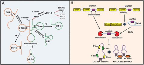 small non coding rna and cancer pmc