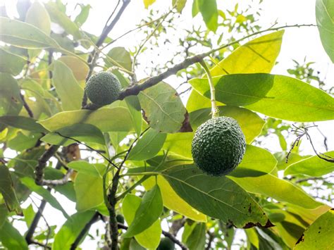 Aucklands Public Avocado Orchard Aucklife
