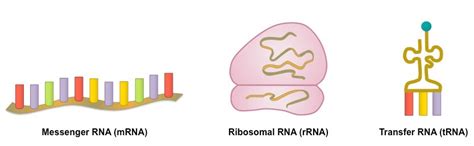Rna Pengertian Struktur Dan Fungsi
