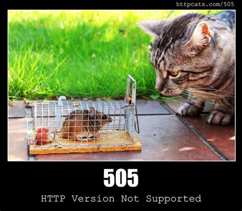 505 Version Not Supported Status Code And Cats