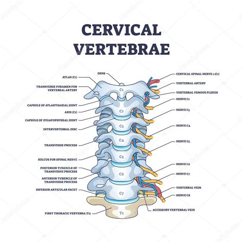 Columna Cervical Recta