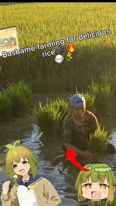 Bashame Rice Meme Shorts Bashame Bashamememe Funny Lingangulguli Mydeerfriendnokotan