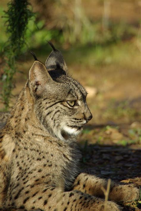Lince Ibérico Lpn Liga Para A Proteção Da Natureza