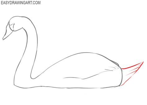 How To Draw A Swan Easy Drawing Art