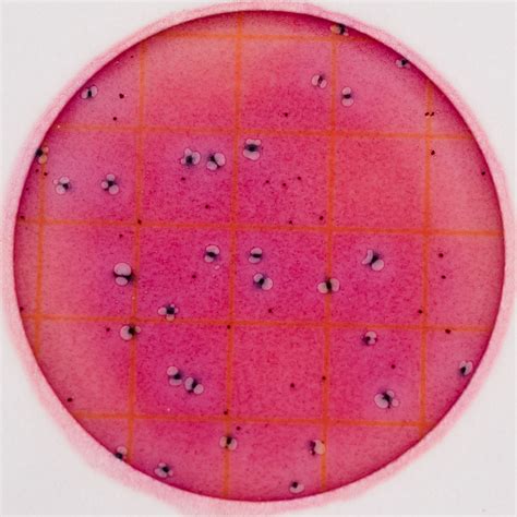 Reference Material For Petrifilm Licoliform Count Plate Pfec