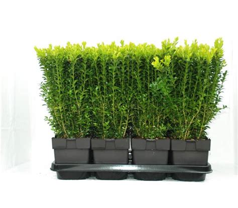 Buxus Sempervirens Green Solutions