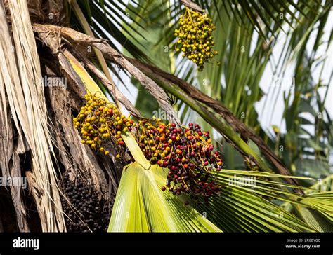The Flowers Of The Coconut Palm Have Been Pollinated And The Clusters Of Fruit Start To Develop