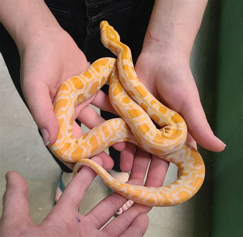 Burmese Python Albino Cb 2021 Male Python Bivittatus 738