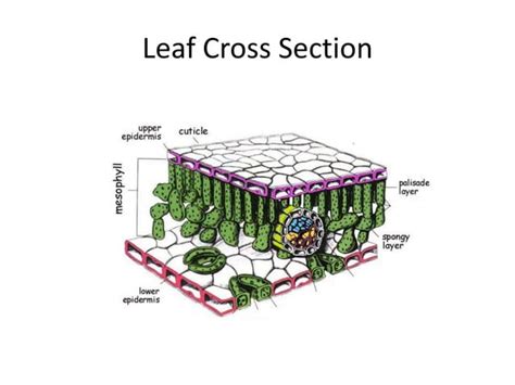Microscope Data Sheet Example Slide Show Ppt
