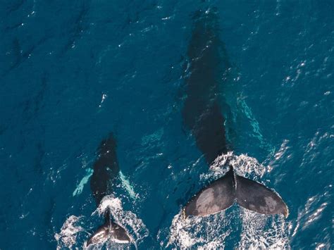 Ways Docker Changed The Way Software Engineers Work In Past Years