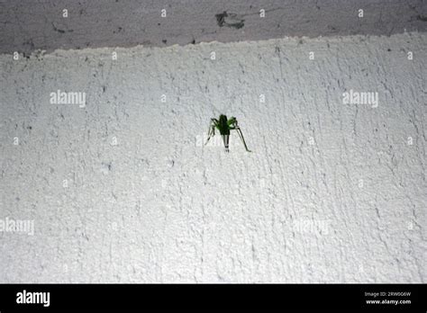 Nature Beautiful Beetles Insects Large Green Grasshopper Large