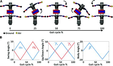 Joint Angles And Leg Contact Phases Of A Diagonal Robot Gait A Body