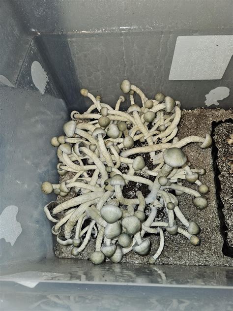 [actives] Cubensis R Mushroomgrowers