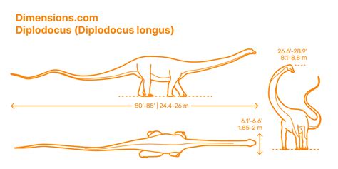Brontosaurus Brontosaurus Excelsus Dimensions And Drawings