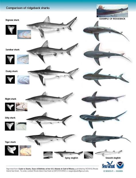 Types Of Sharks Poster