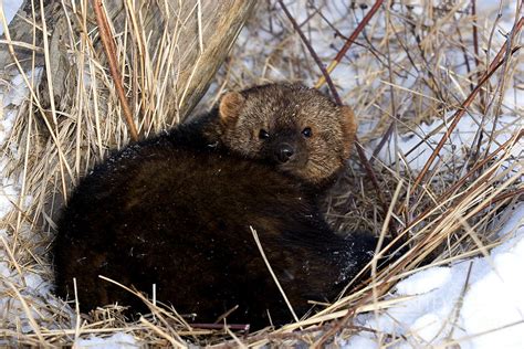 Fisher Photograph By Linda Freshwaters Arndt Pixels