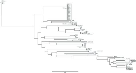 the phylogenetic tree constructed by core genome multilocus sequence