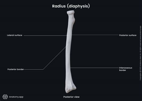 Anatomy Of The Radius