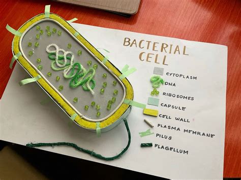 Pin By Julia Mead On Summer Daydreams Biology Projects Cell Model Project Cells Project
