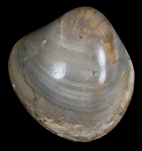 Polished Fossil Clam Large Size 5258 For Sale