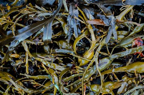 Different Types Of Algae In Extreme Close Up View Lie On The Surface Stock Photo Image Of