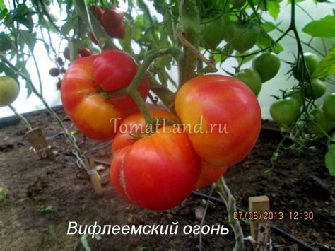 Томат Вифлеемский огонь: описание сорта, отзывы, фото | tomatland.ru