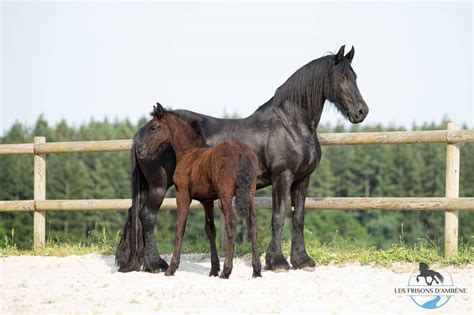 Yeleen Elevage Les Frisons D Amb Ne