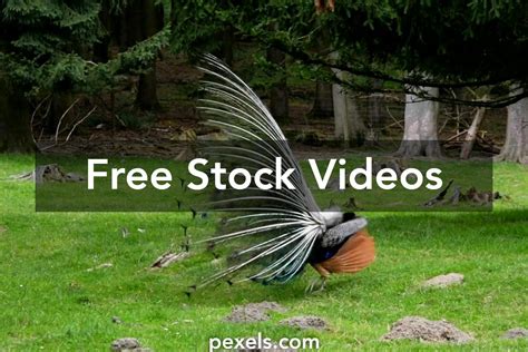 Beautiful Indian Bhabhi Videos Download The Best Free 4k Stock Video