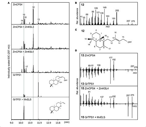 Functional Characterization Of The Maize Diterpene Synthase Zmcps4 Download Scientific
