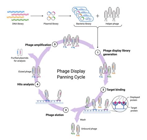 DNA Sequencing Vs Next Generation Protein Sequencing Rapid Novor