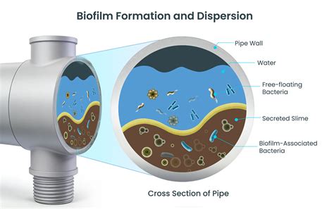Removing Biofilm From Water Pipes With Uvc Leds Massphoton Limited