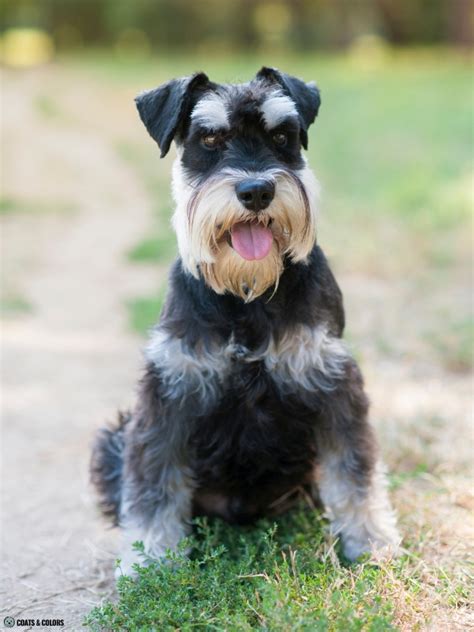 Miniature Schnauzer Colors And Markings Miniature Schnauzer Colors