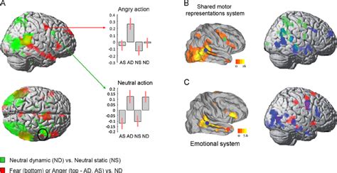 A Left Statistical Parametric Maps Of Brain Activation In Response Download Scientific