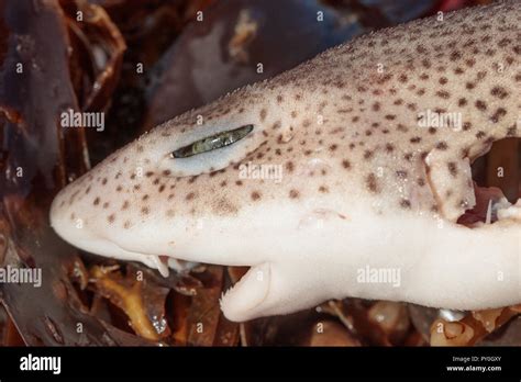 Spotted Catshark Adaptations At Andy Sage Blog