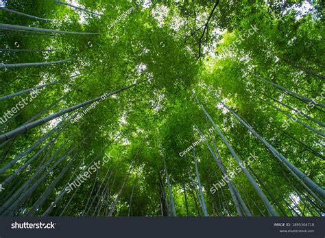 Bamboo Forest