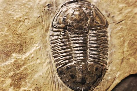 Nature Photography And Facts Trilobites