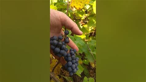 Винный виноград Пино гри - YouTube