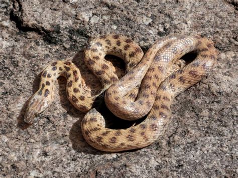 Gopher Snake On Rocky Surface Stock Illustration Illustration Of Predator Pattern 371835725 Gopher Snake On Rocky Surface Stock Illustration Illustration Of Predator Pattern 371835725