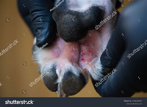 Atopic Dermatitis In Dogs Paw Atopic Dermatitis In Dogs And Cats