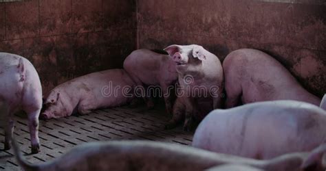 Group of Pigs at Pork Production Farm Stock Video - Video of livestock, farm: 302777077