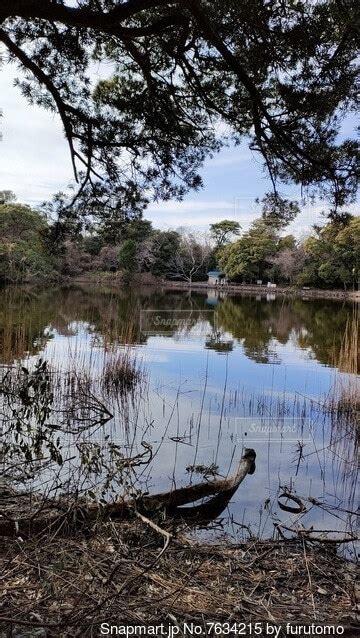 木々に囲まれた水辺に立つカモメの群れの写真・画像素材 Snapmart（スナップマート）